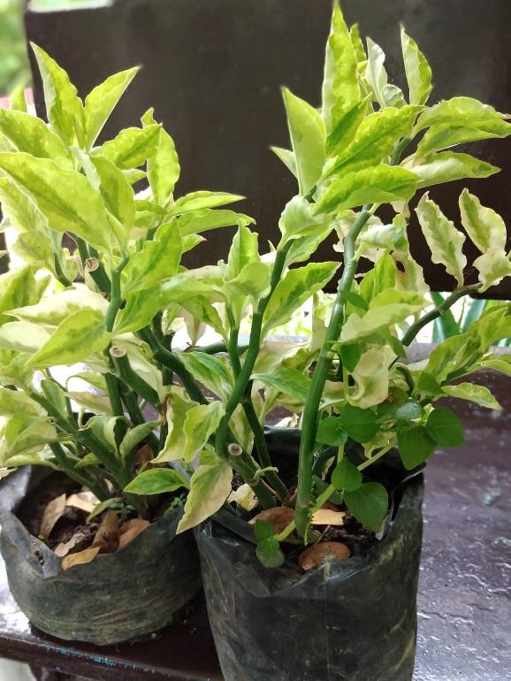 Manila Zoo | Rediscover the New Manila Zoo