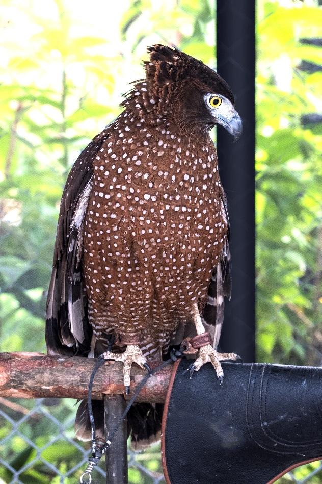 Manila Zoo | Rediscover the New Manila Zoo