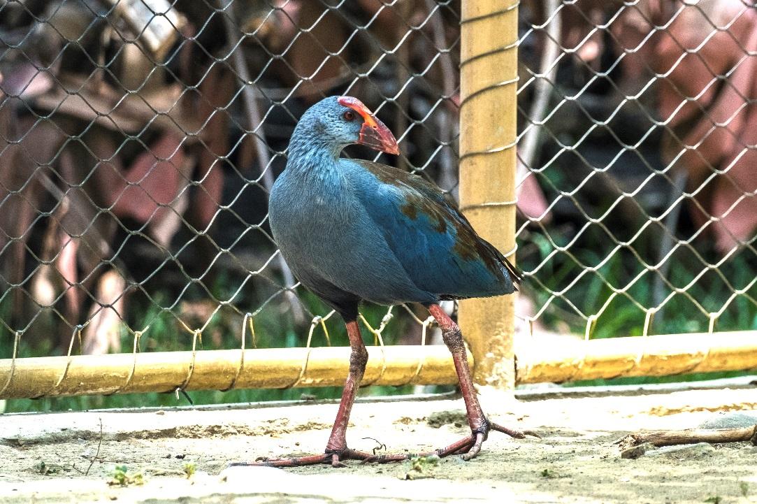 Manila Zoo | Rediscover the New Manila Zoo