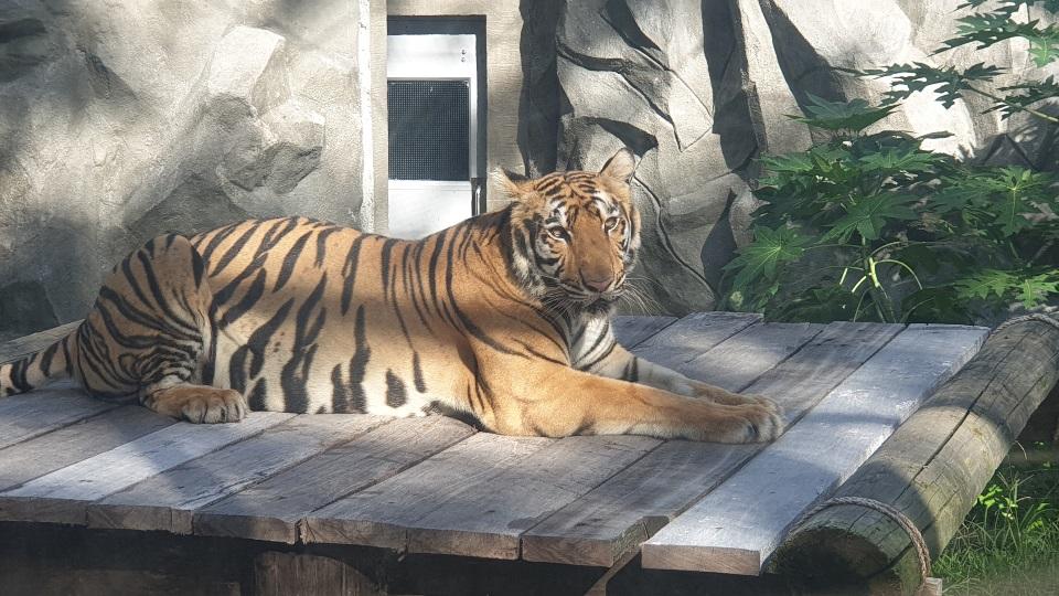 Manila Zoo | Rediscover the New Manila Zoo