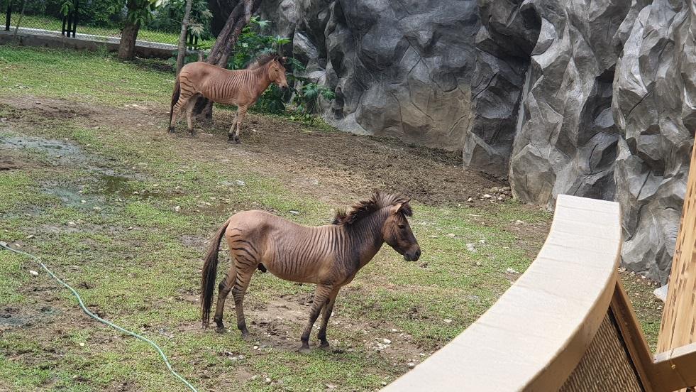 Manila Zoo | Rediscover the New Manila Zoo