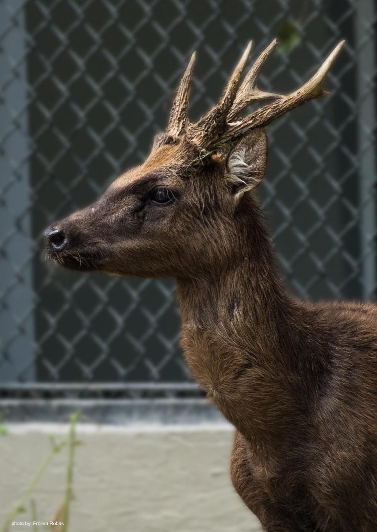 Manila Zoo | Rediscover the New Manila Zoo