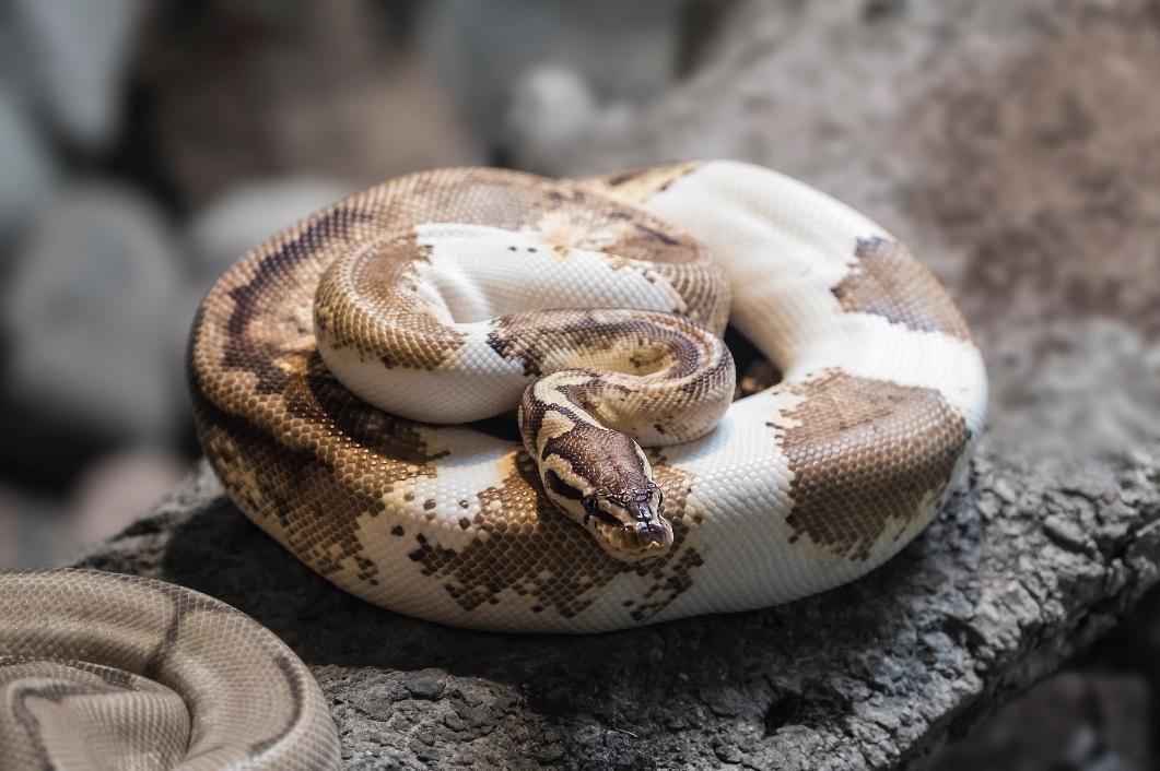 Manila Zoo | Rediscover the New Manila Zoo