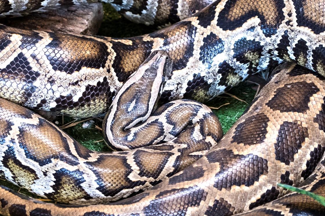 Manila Zoo | Rediscover the New Manila Zoo