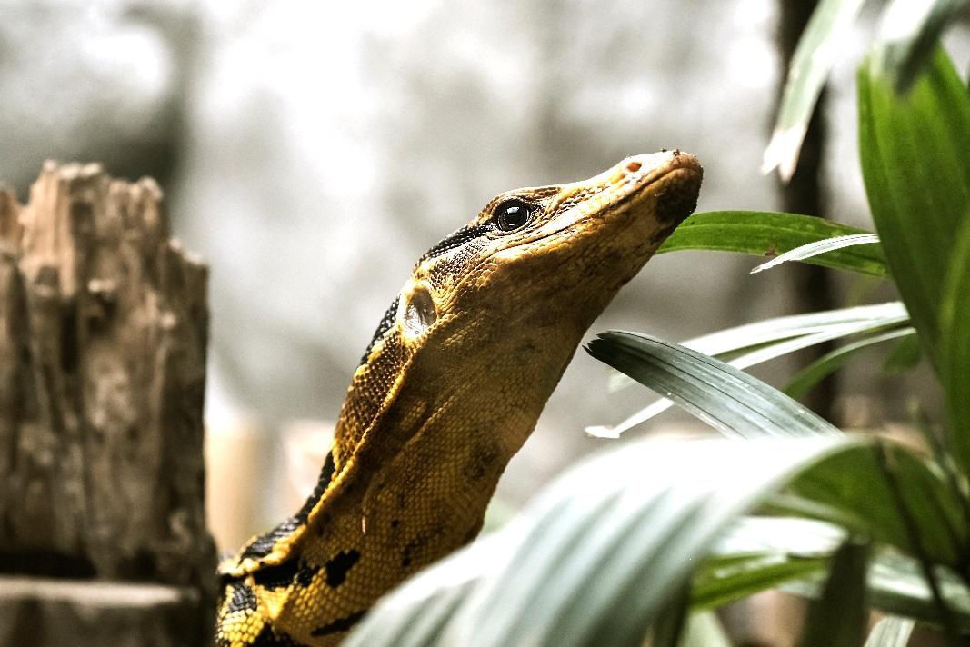 Manila Zoo | Rediscover the New Manila Zoo