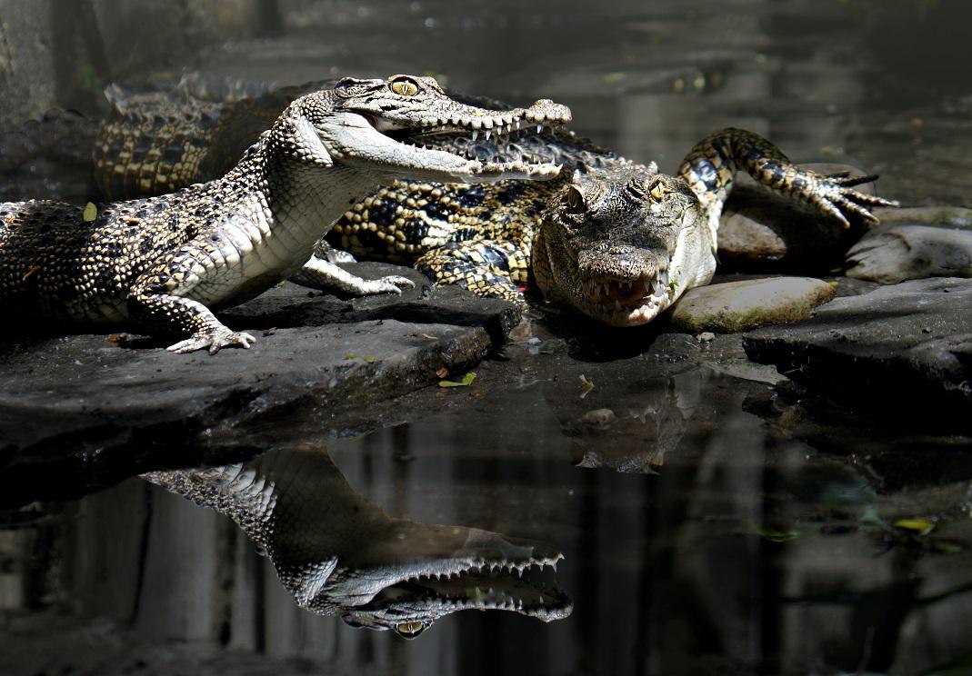 Manila Zoo | Rediscover the New Manila Zoo