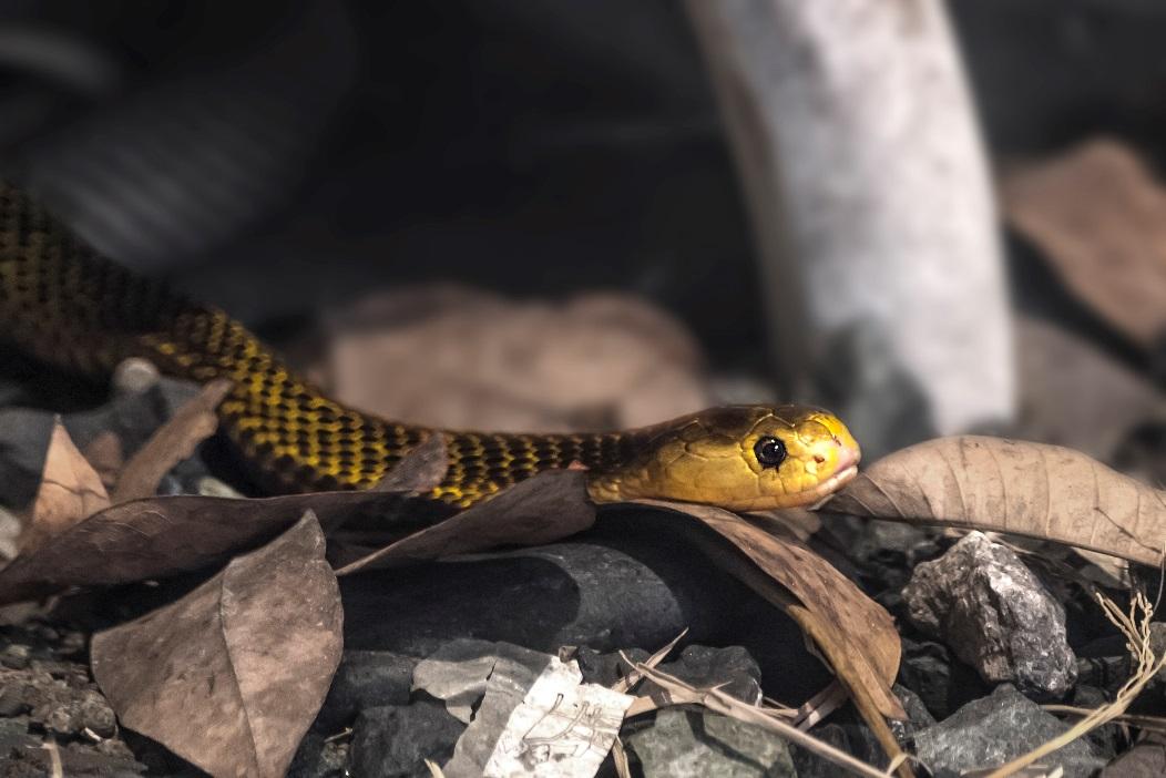 Manila Zoo | Rediscover the New Manila Zoo