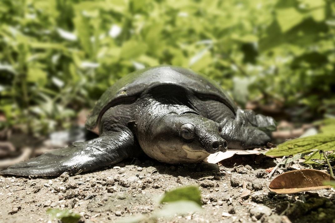 Manila Zoo | Rediscover the New Manila Zoo