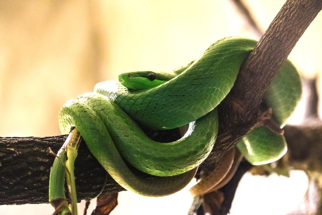 Manila Zoo | Rediscover the New Manila Zoo