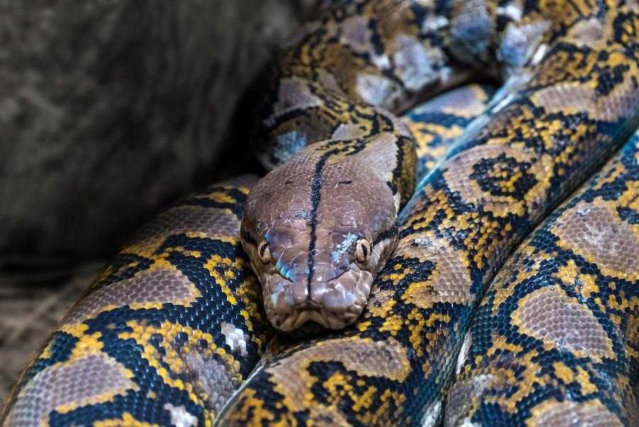 Manila Zoo | Rediscover the New Manila Zoo