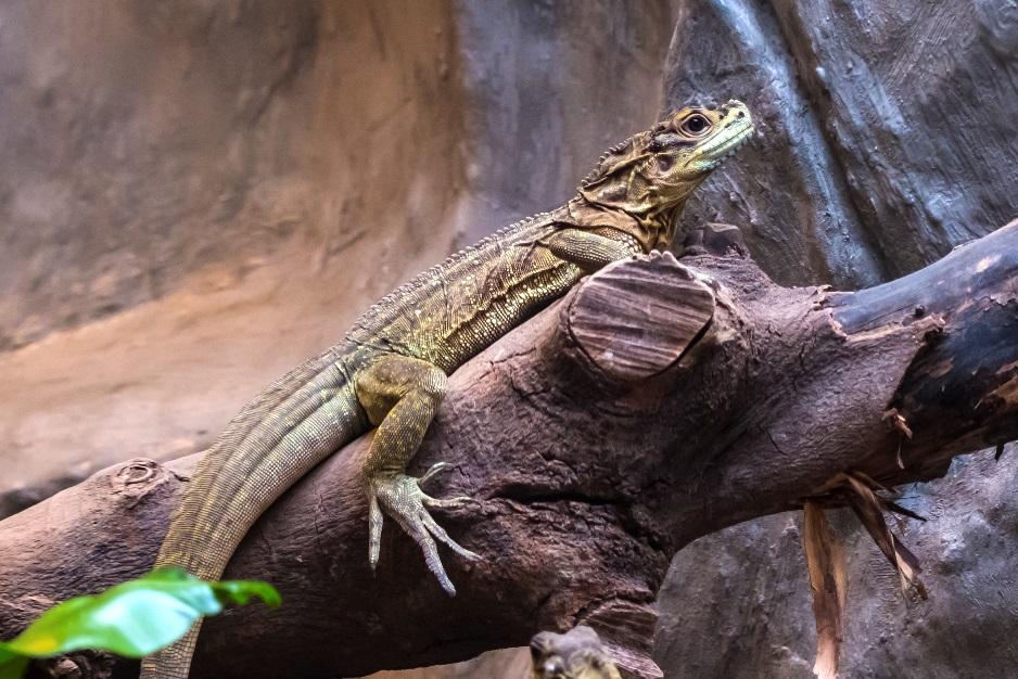 Manila Zoo | Rediscover the New Manila Zoo